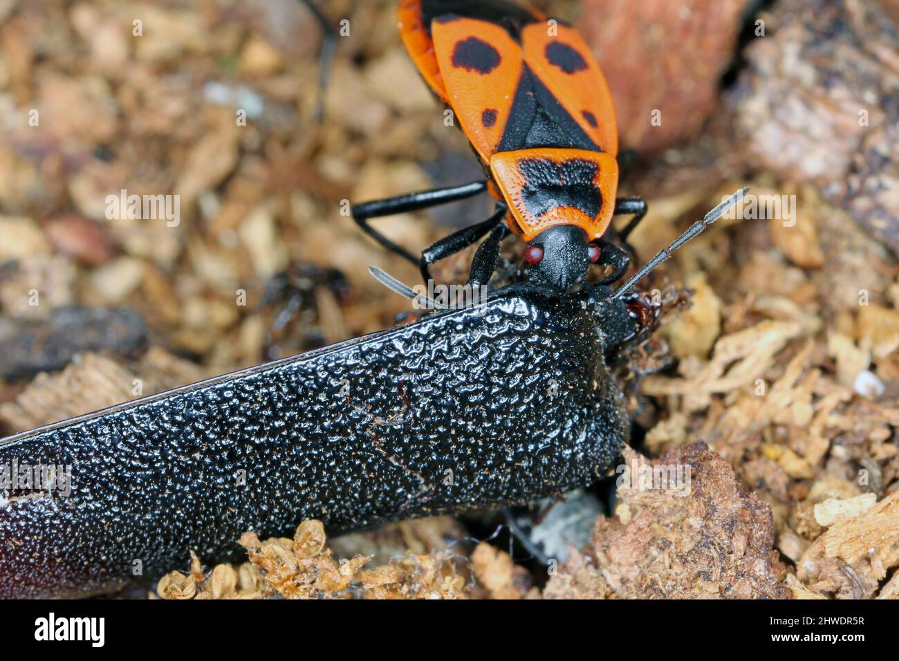 The firebug - Pyrrhocoris apterus sucking chemolymph from the Great ...