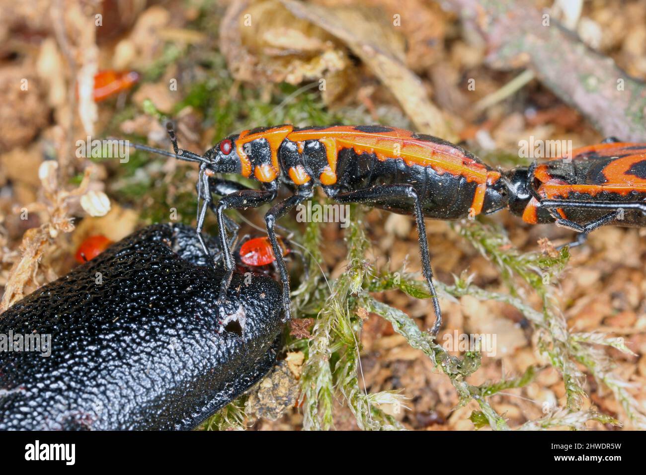 The firebug - Pyrrhocoris apterus sucking chemolymph from the Great ...