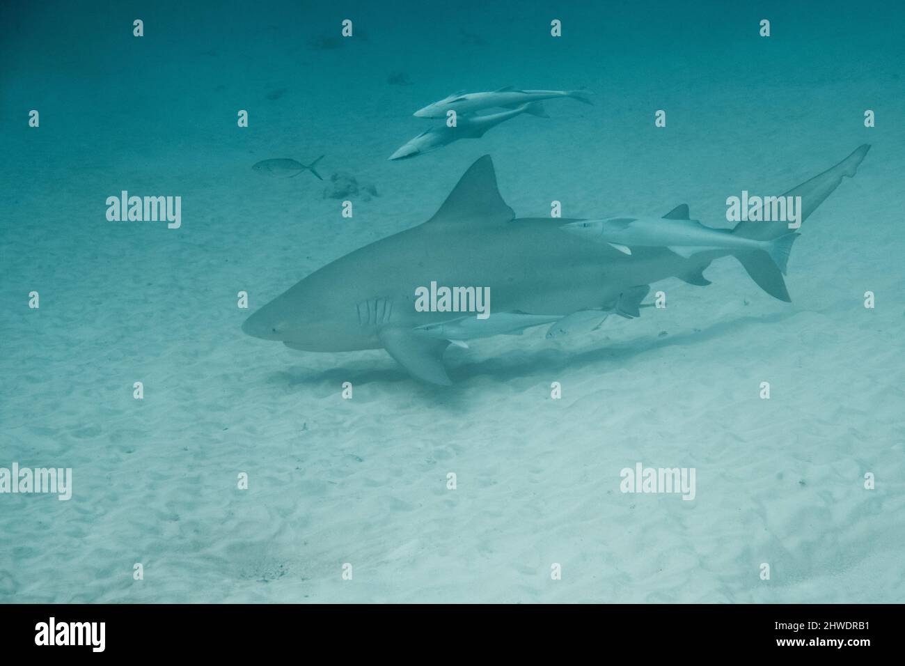 Bullshark dive in playa del carmen, Mexico. deep dive Stock Photo - Alamy Bullshark dive in playa del carmen, Mexico. deep dive Stock Photo - Alamy