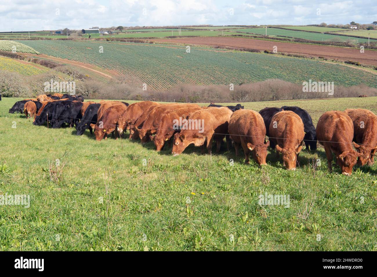 suckler beef cows strip grazing a herbal ley Stock Photo - Alamy