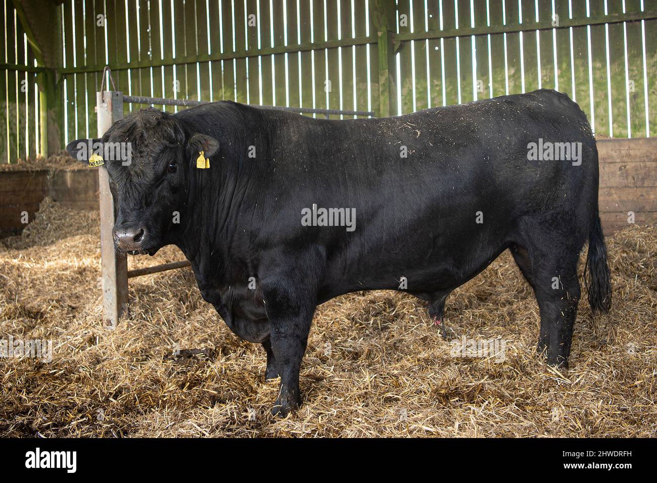 young Aberdeen Angus bull Stock Photo - Alamy