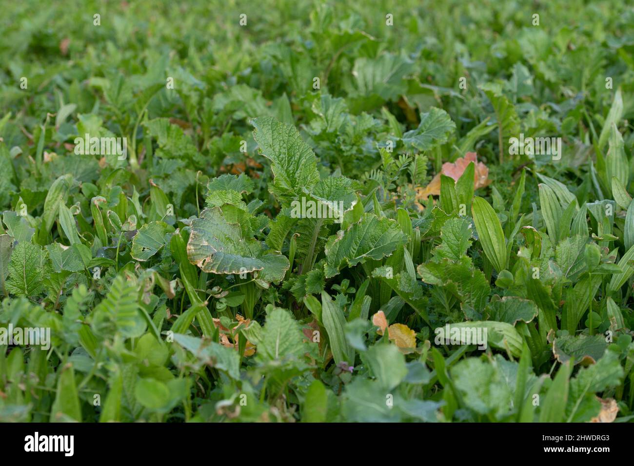herbal ley field in Cornwall Stock Photo - Alamy