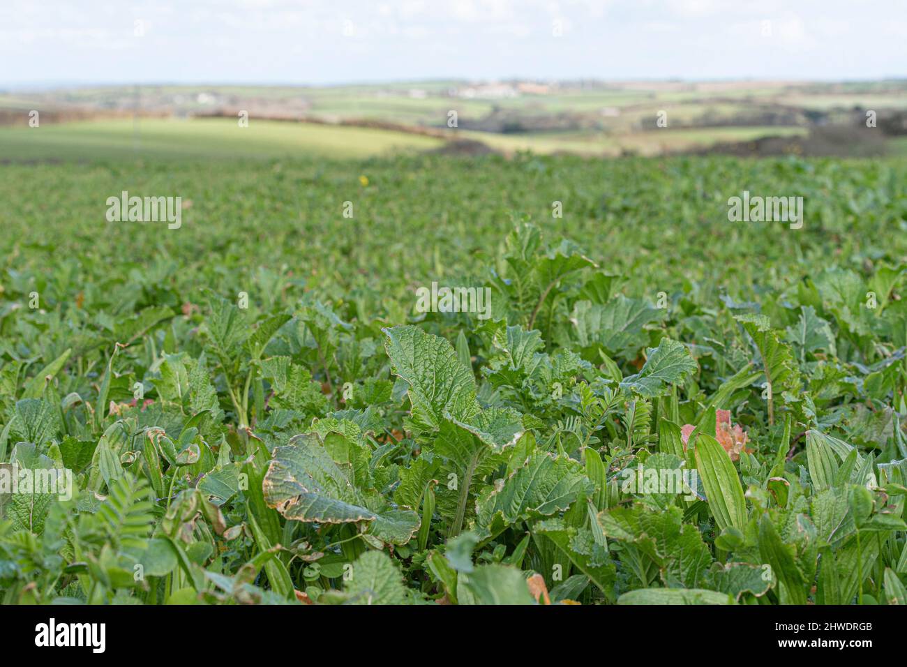 herbal ley field in Cornwall Stock Photo - Alamy