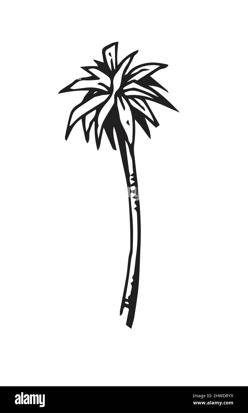 Palm Tree Drawing Outline