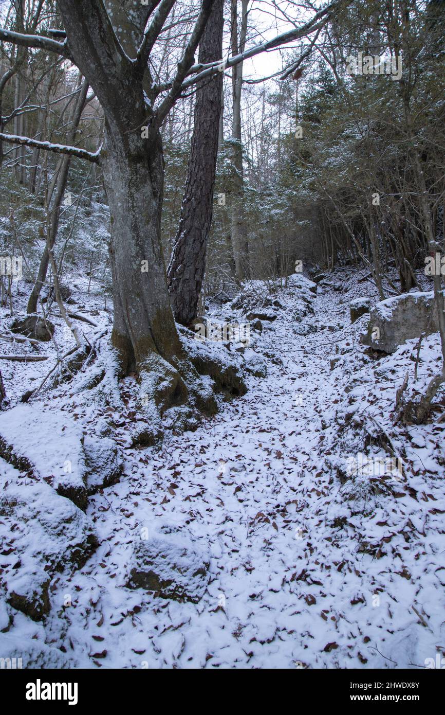 Path among trees in a snowy mountain in Baga in Catalonia Stock Photo ...