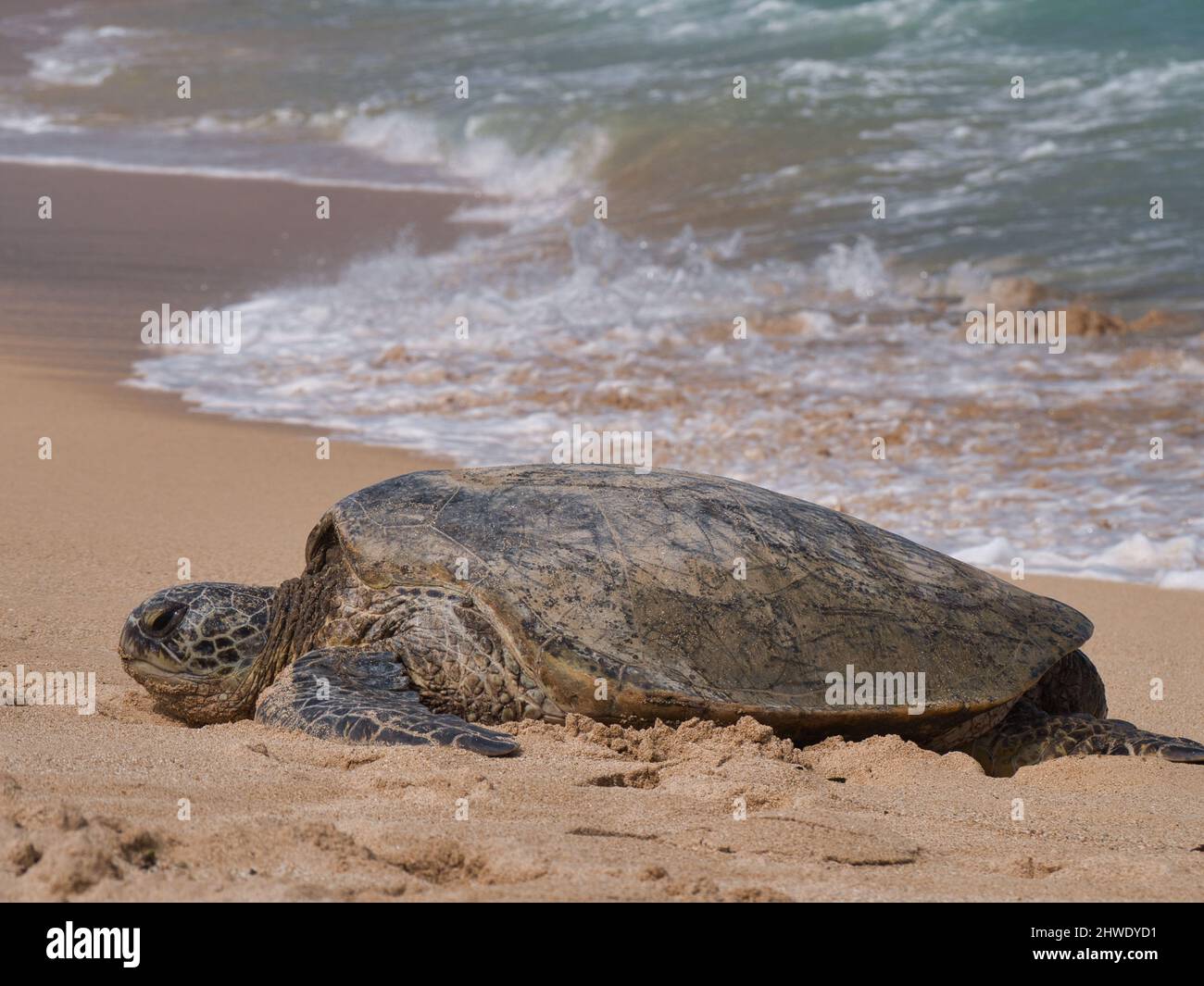 Green Sea Turtle - Honu - Maui Stock Photo - Alamy