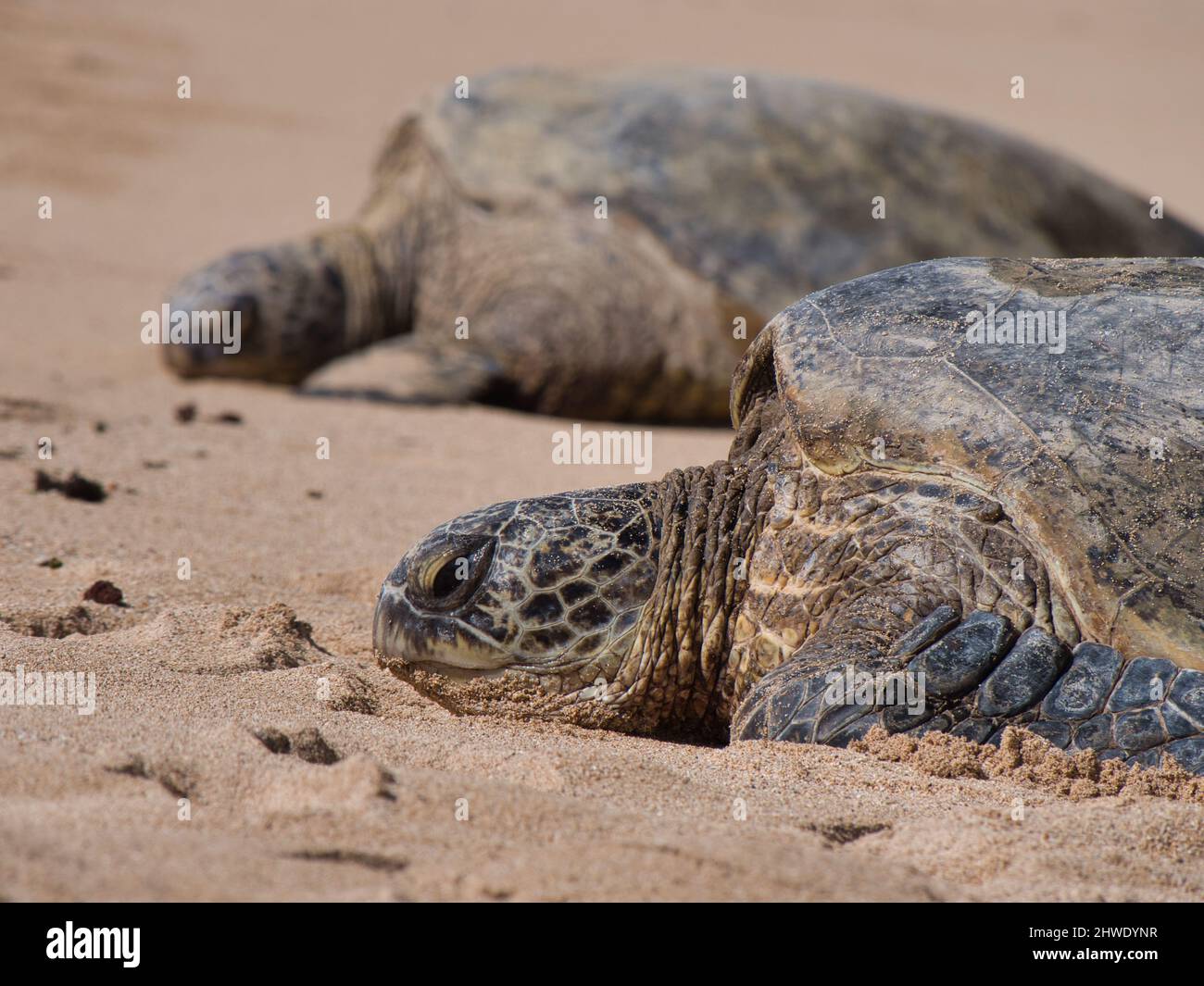 Green Sea Turtle - Honu - Maui Stock Photo - Alamy