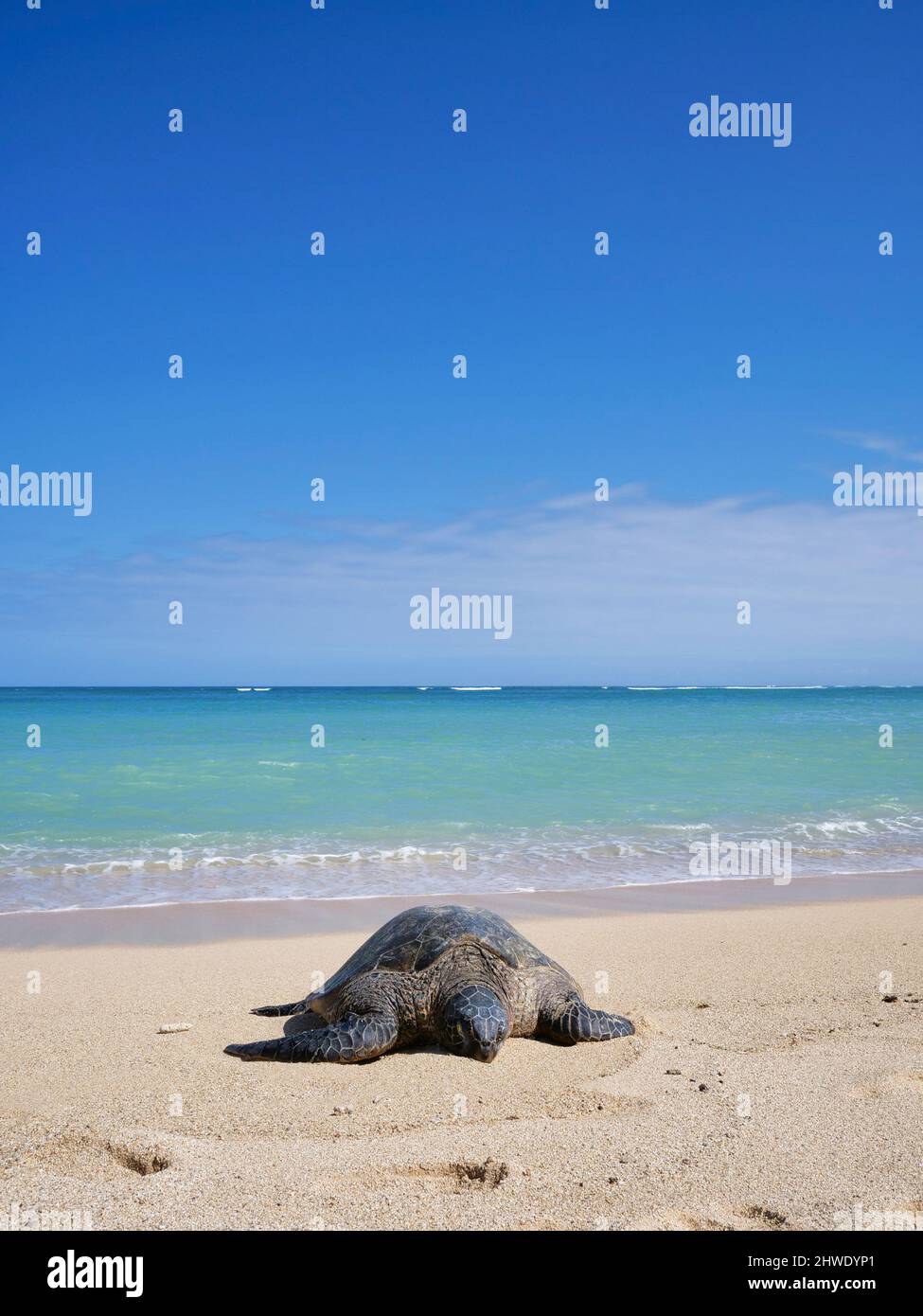Green Sea Turtle - Honu - Maui Stock Photo - Alamy