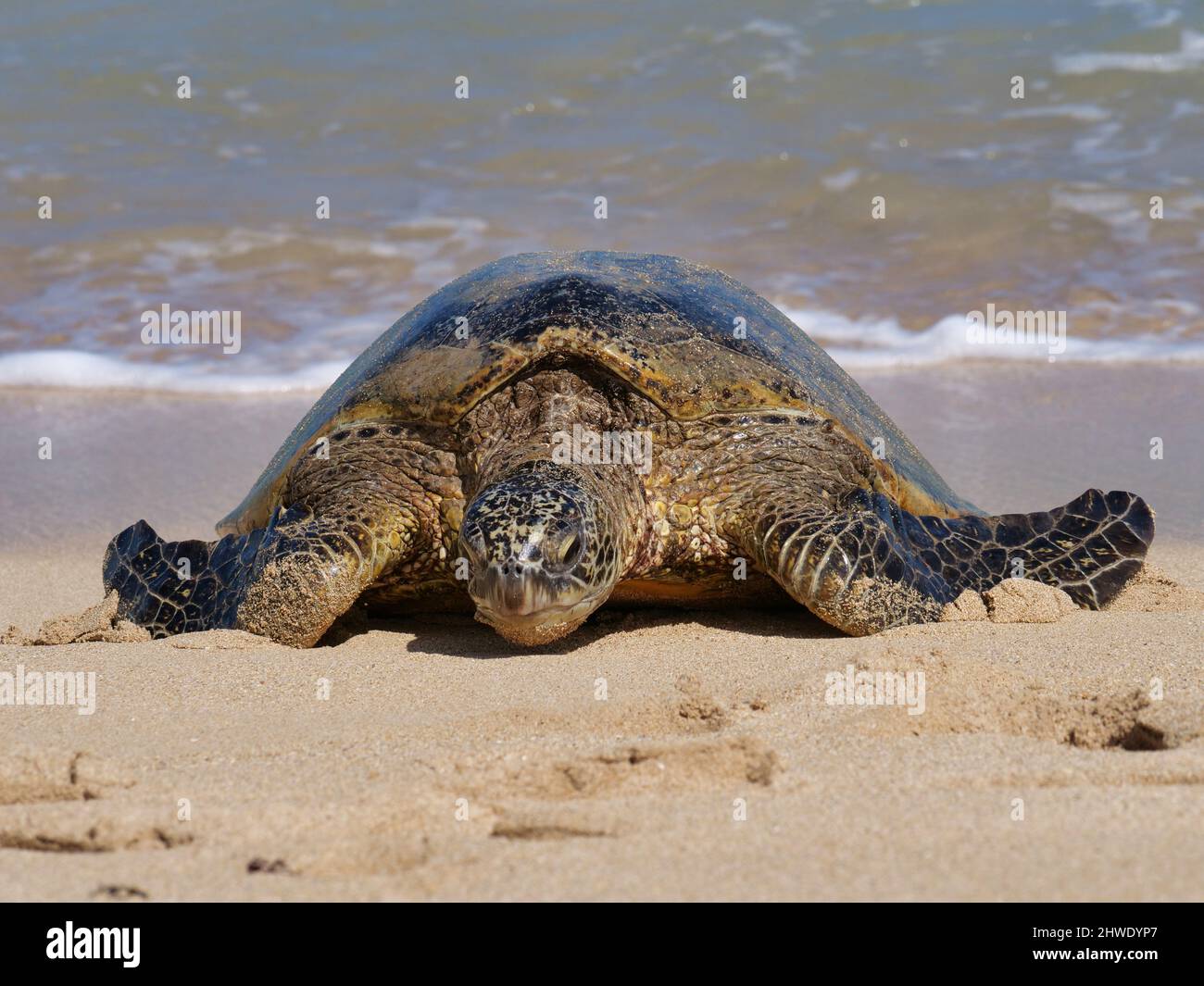 Green Sea Turtle - Honu - Maui Stock Photo - Alamy