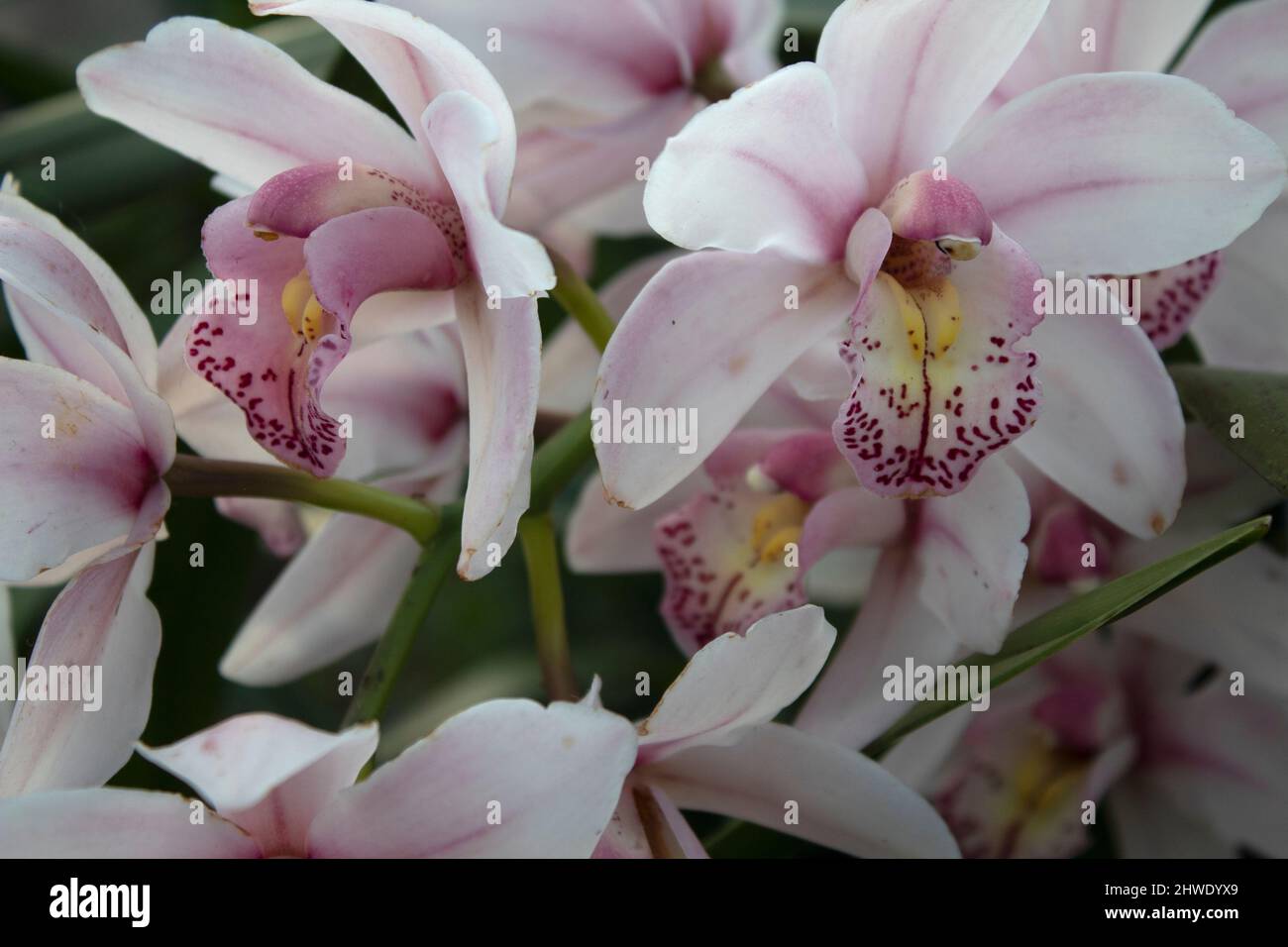 Orchid cymbidium memona ray bitton hi-res stock photography and images ...