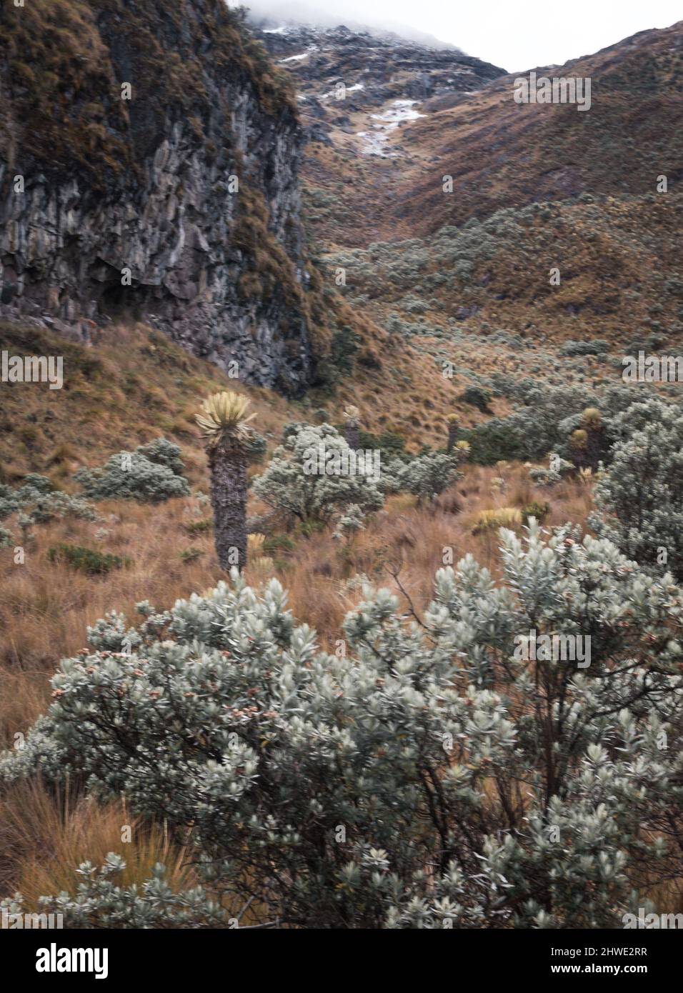Mountainous landscape of Colombian paramo or alpine ecosystem with snow ...