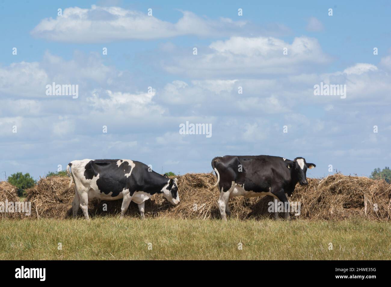 Dairy ration hi-res stock photography and images - Alamy