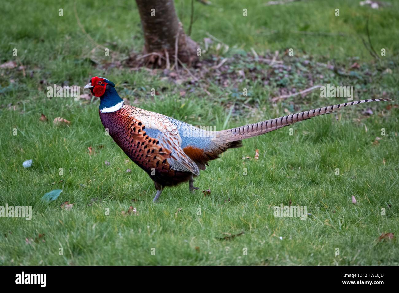 close up of a magnificent strutting male cock pheasant (Phasianus colchicus Stock Photo - Alamy