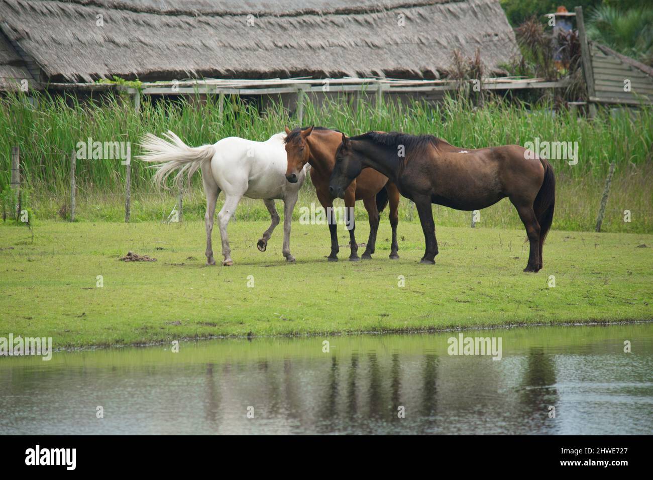 Horses in a country landscape Stock Photo - Alamy