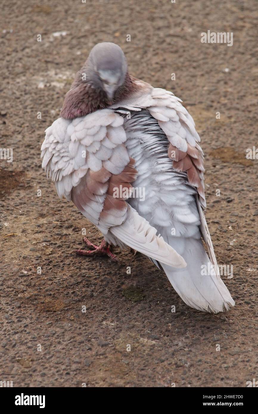 Fluffed plumage hi-res stock photography and images - Alamy