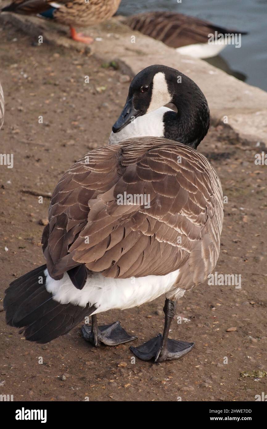 A view showing the webbed feet and the plumage on the back of a Canada ...