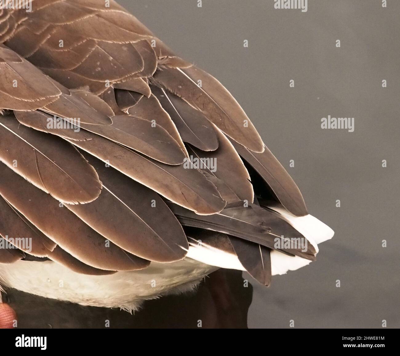 Its back feathers hi-res stock photography and images - Alamy