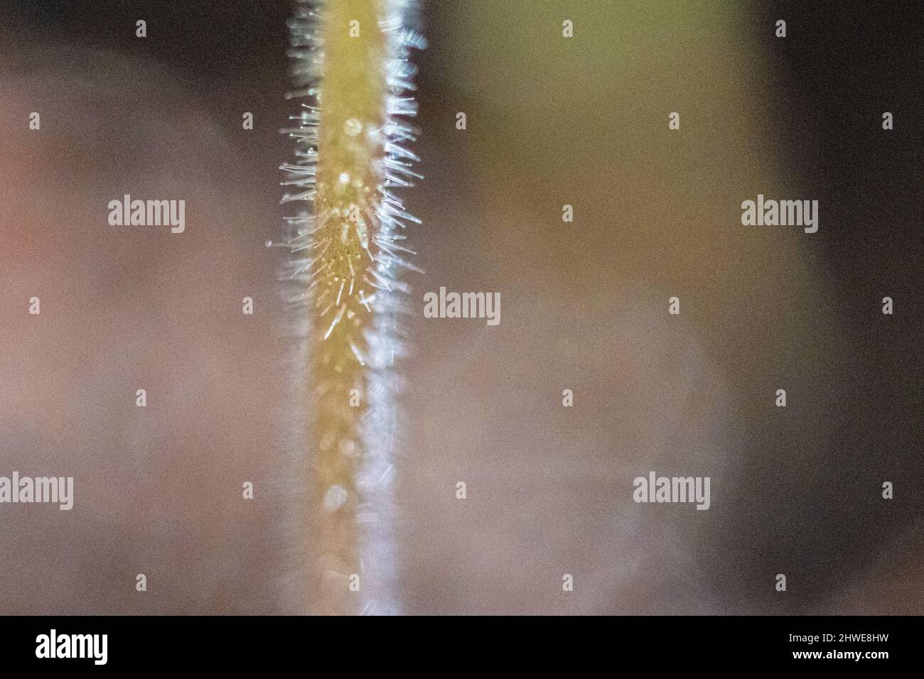 Trichomes on a tomato seedling close up - Solanum lycopersicum ...