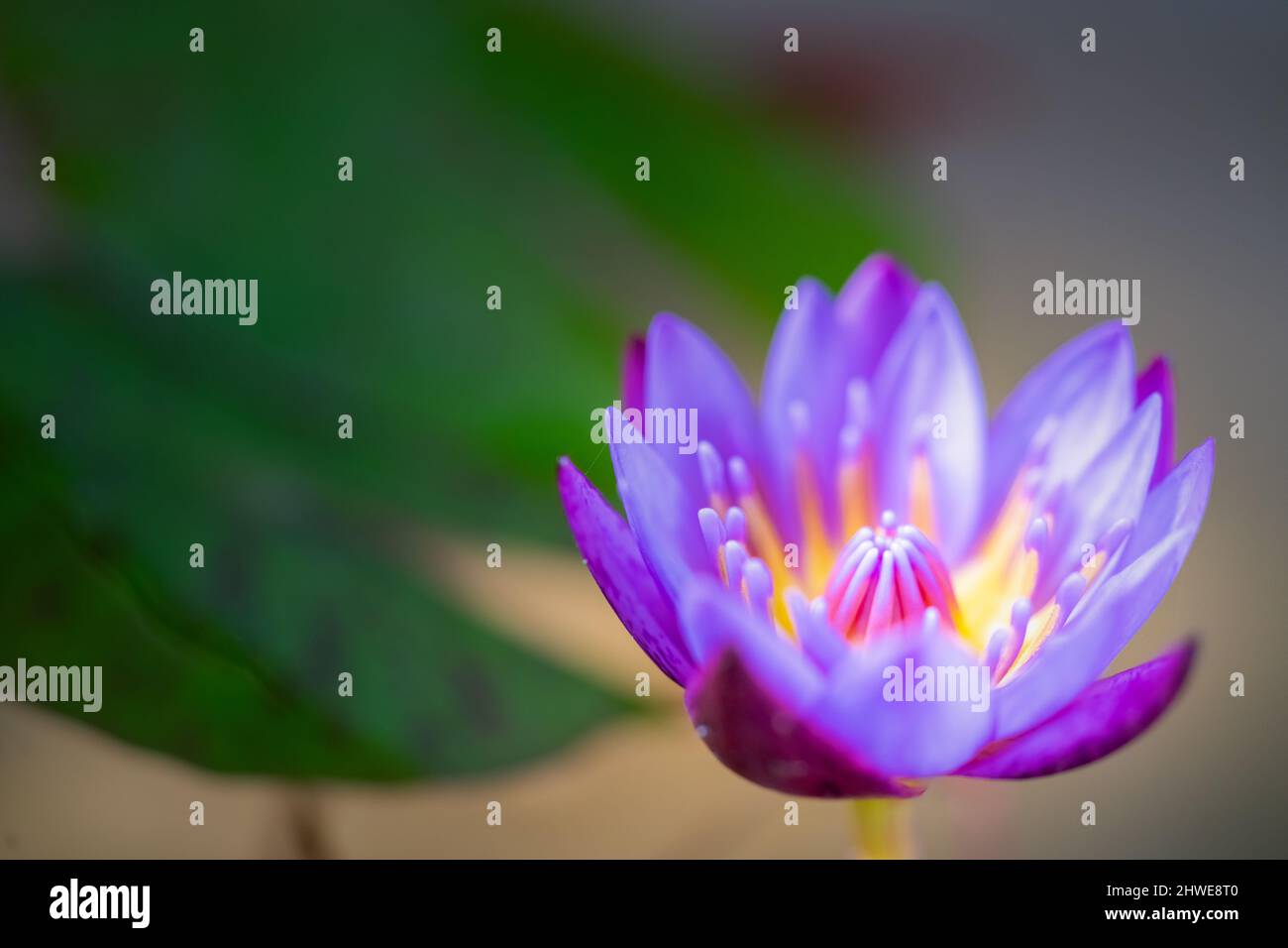 Lotus, fresh color, with yellow stamens of the lotus flower Stock Photo ...