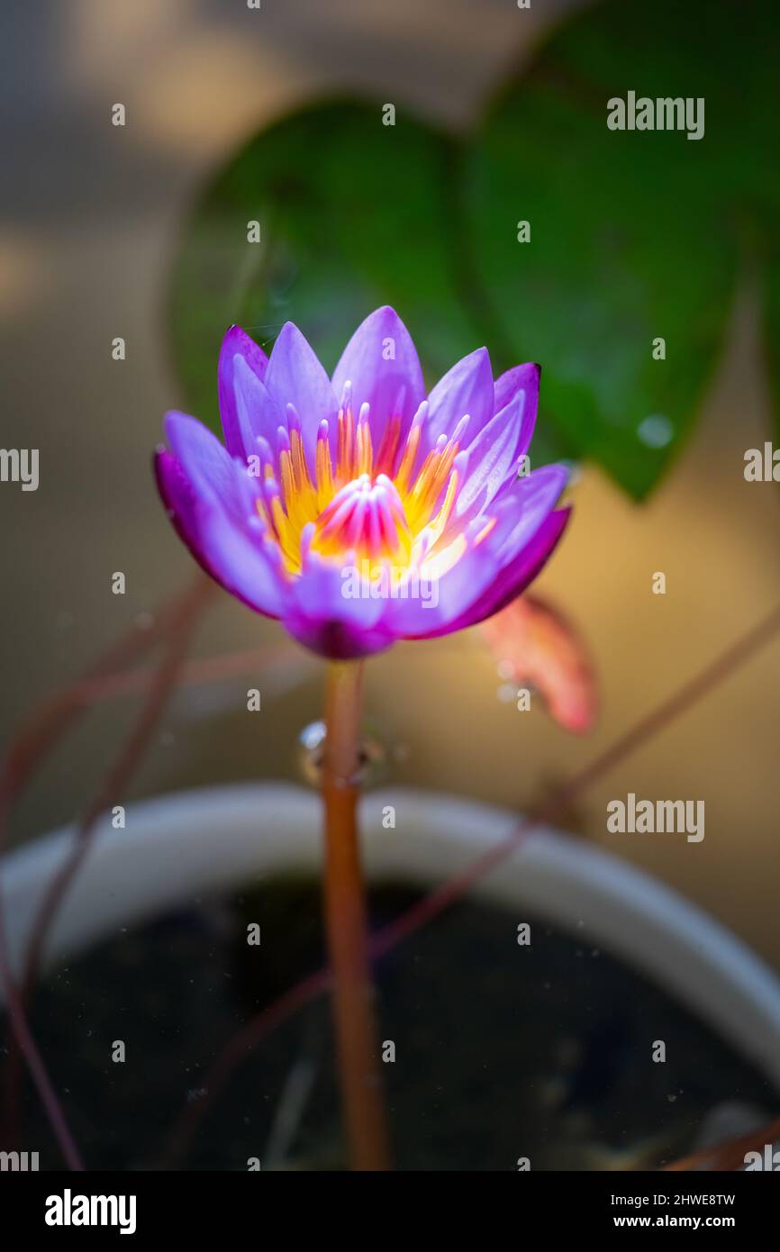 Lotus, fresh color, with yellow stamens of the lotus flower Stock Photo ...
