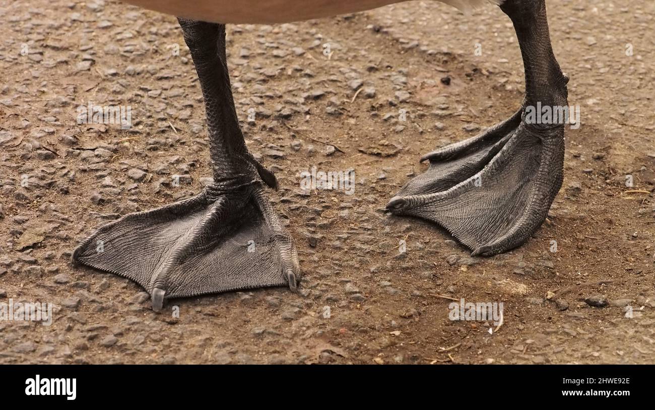 Close up of the webbed feet of a Canada goose walking on a stoney path ...