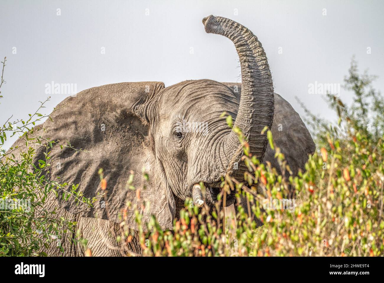 Elephant with raised trunk Stock Photo - Alamy