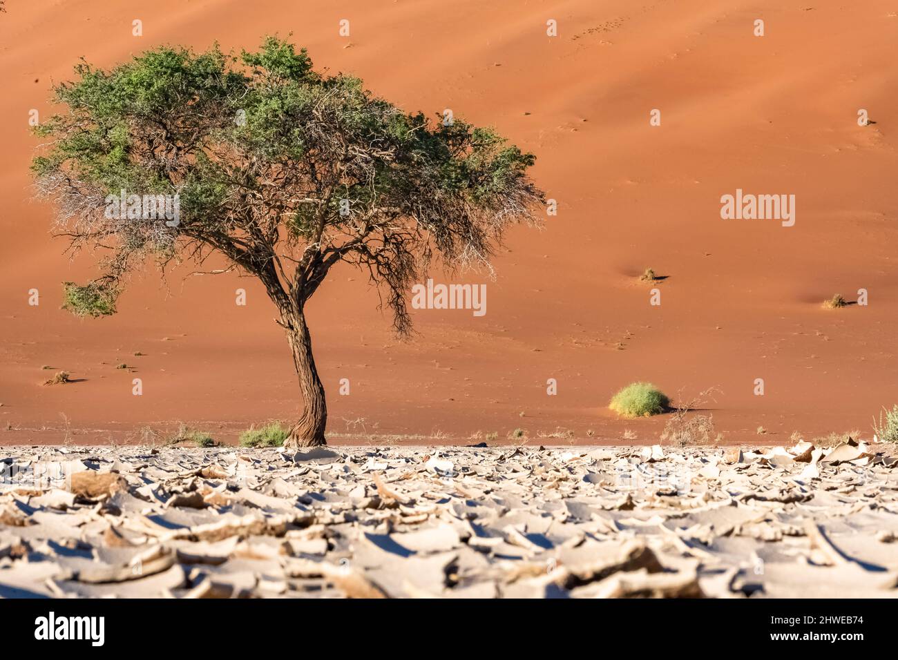 Namibia, the Namib desert, a tree isolated in the red dunes in ...