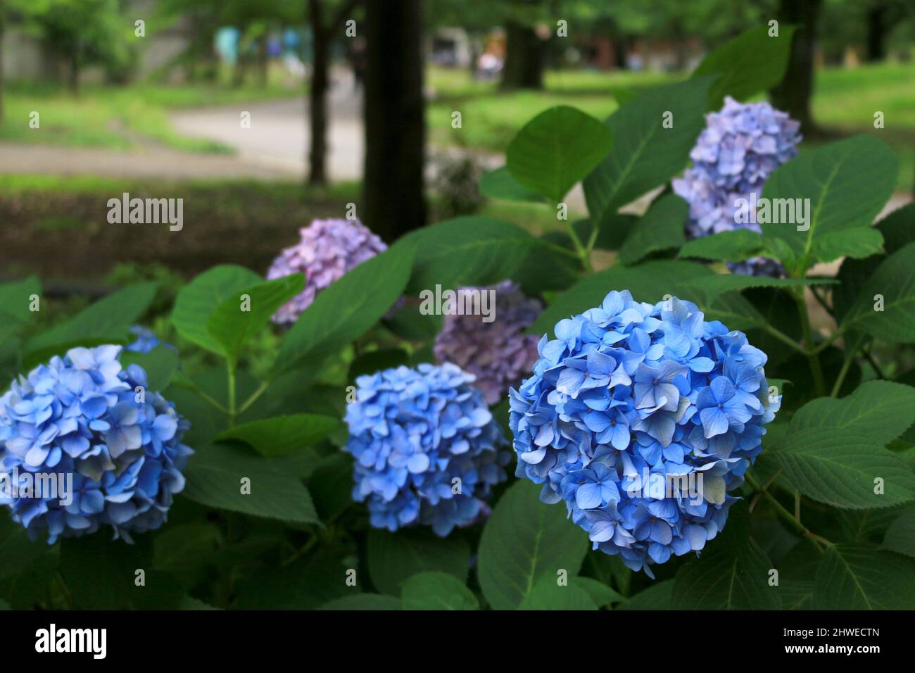 Hydrangea in a park hi-res stock photography and images - Alamy