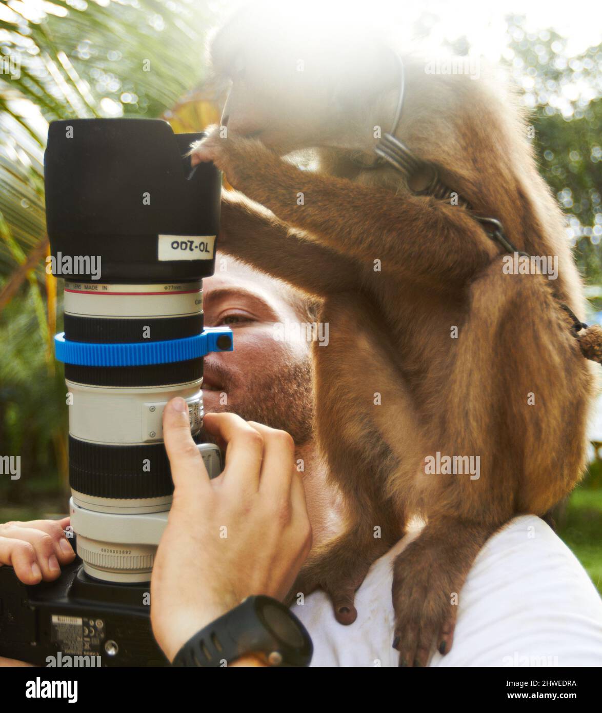 Close encounter. A curious macaque monkey has a close look at the lens ...