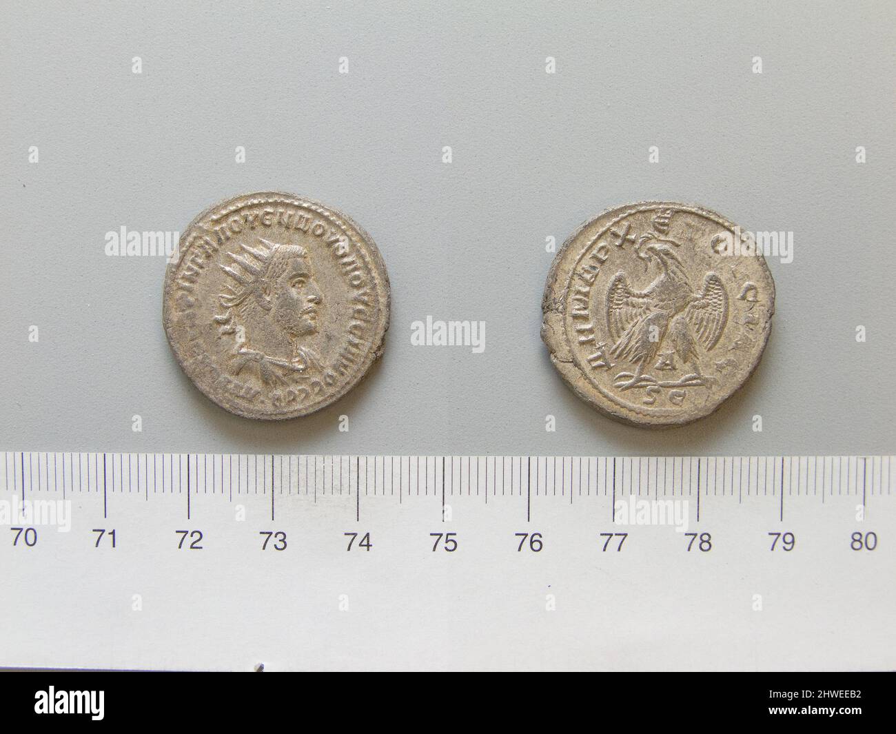 Gallus volusianus hi-res stock photography and images - Alamy