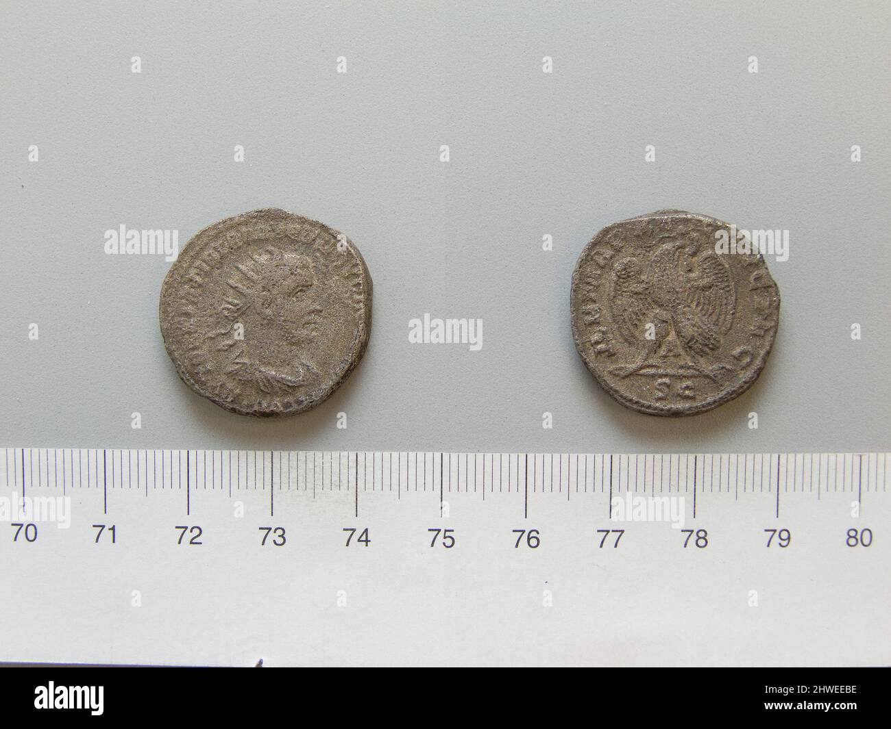 Gallus volusianus hi-res stock photography and images - Alamy