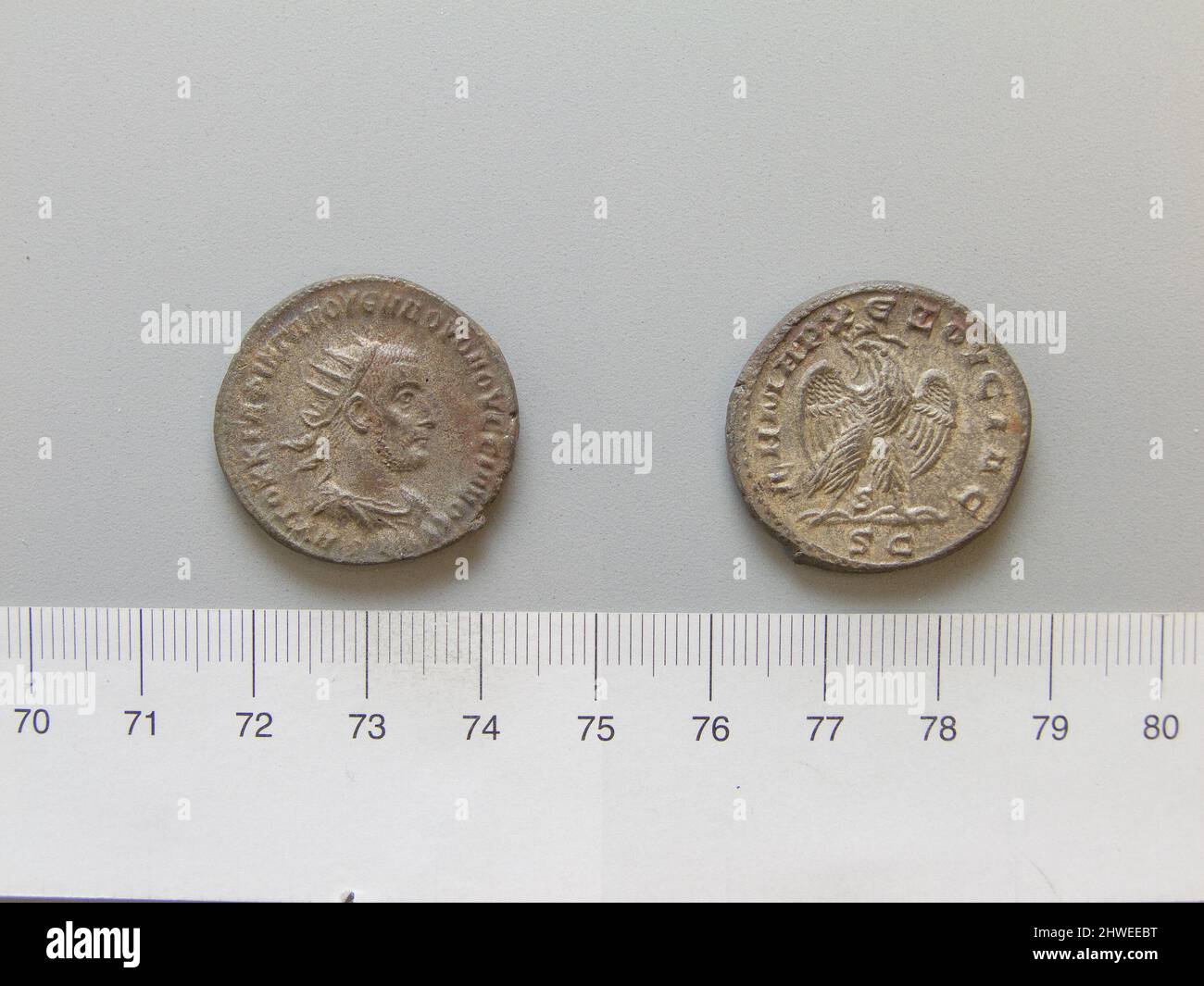 Gallus volusianus hi-res stock photography and images - Alamy