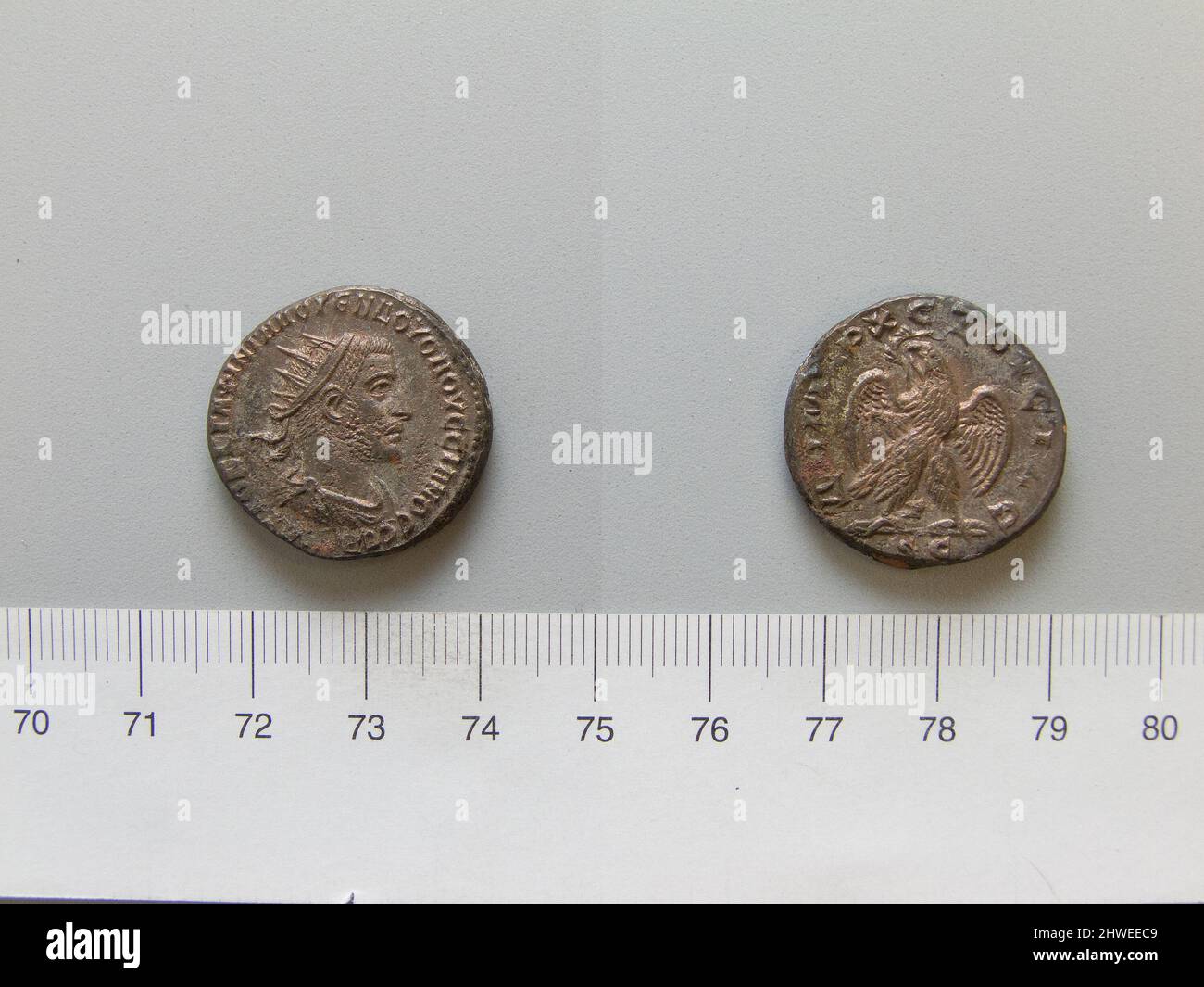 Gallus volusianus hi-res stock photography and images - Alamy