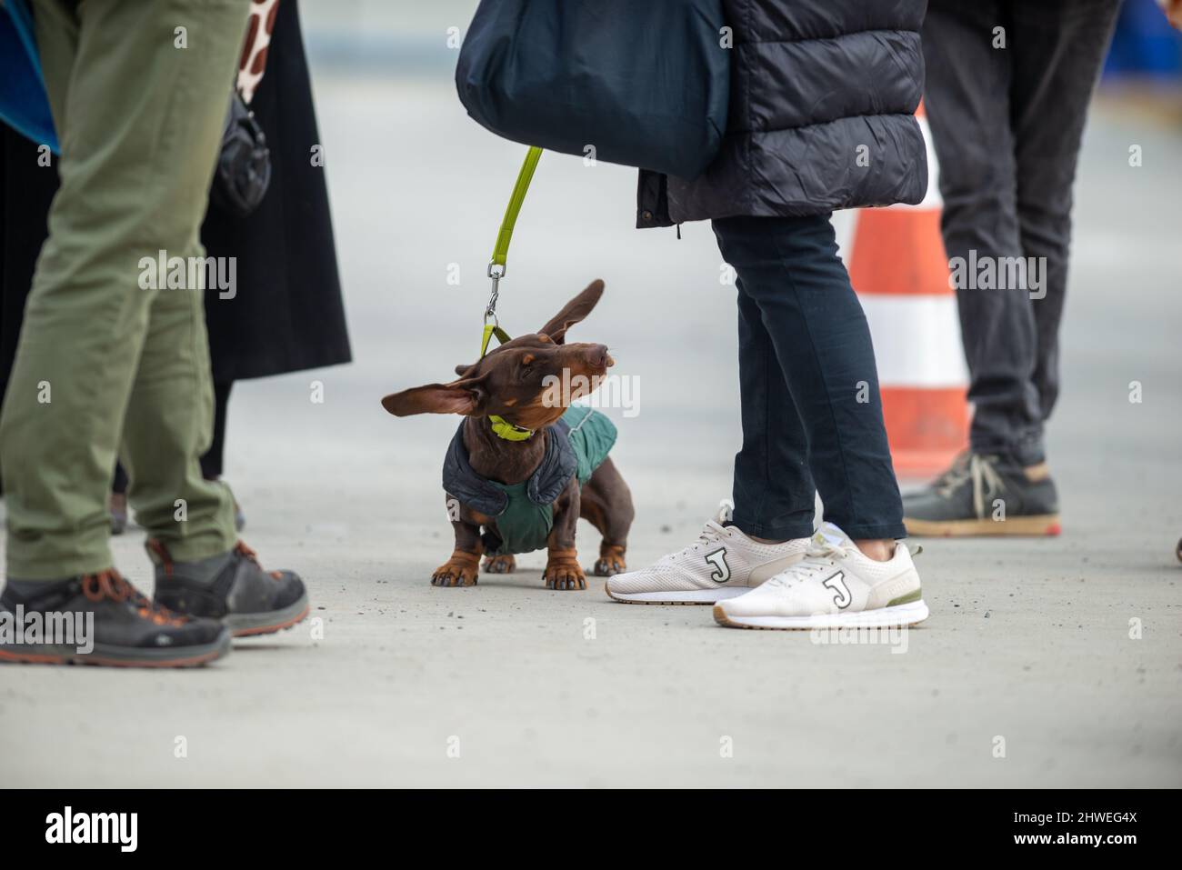 Isaccea, Romania. 05 March, 2022. Refugee Ukrainians walk from Ukraine ...