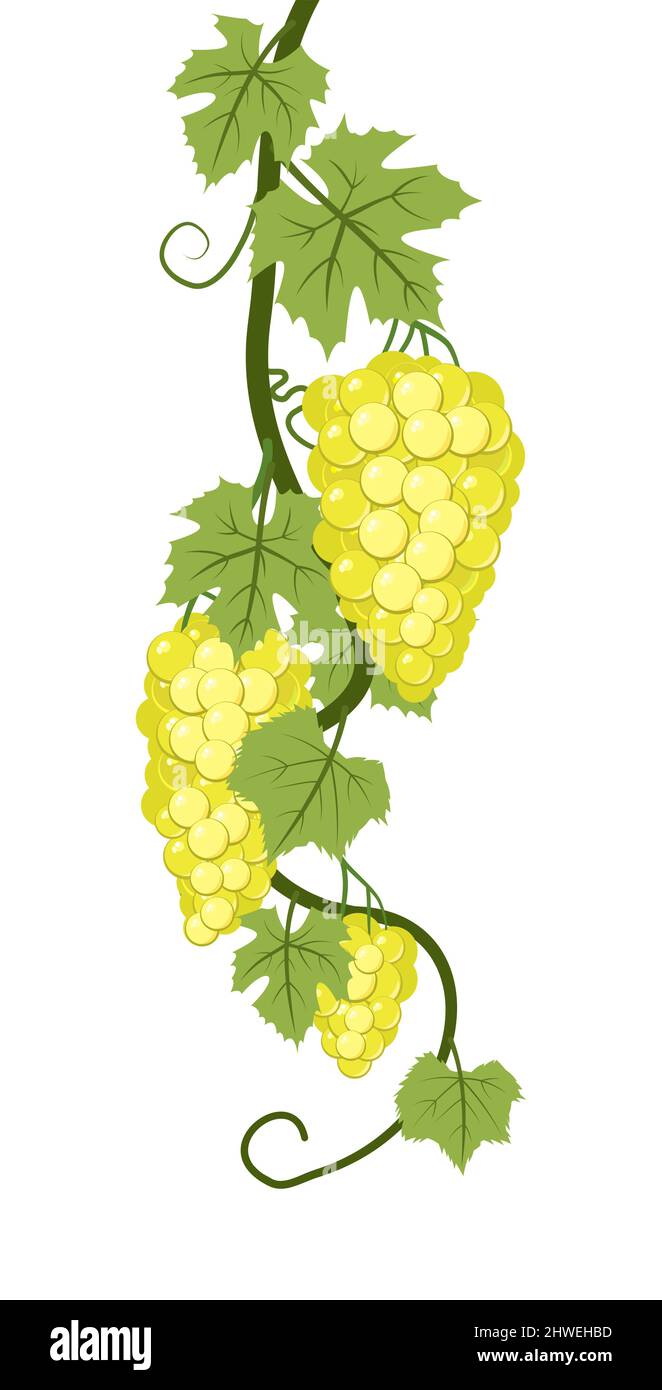 Climbing grapevine Stock Vector Images - Alamy