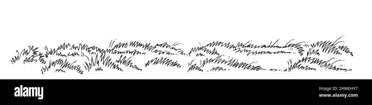 Dense thickets of meadow grass. Wild field plants. Outline sketch. Hand ...