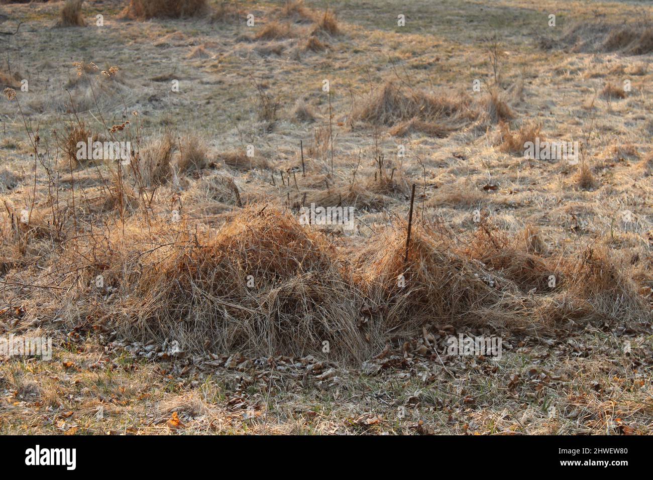 Dead patch of grass hi-res stock photography and images - Alamy