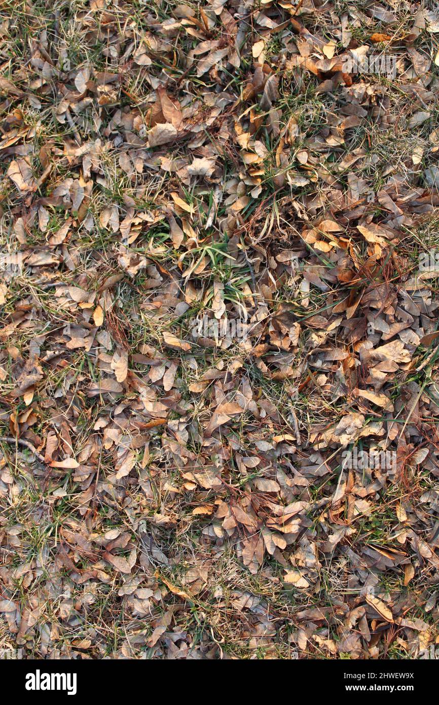 Norway Maple Seed pods Scattered in a Lawn Stock Photo - Alamy