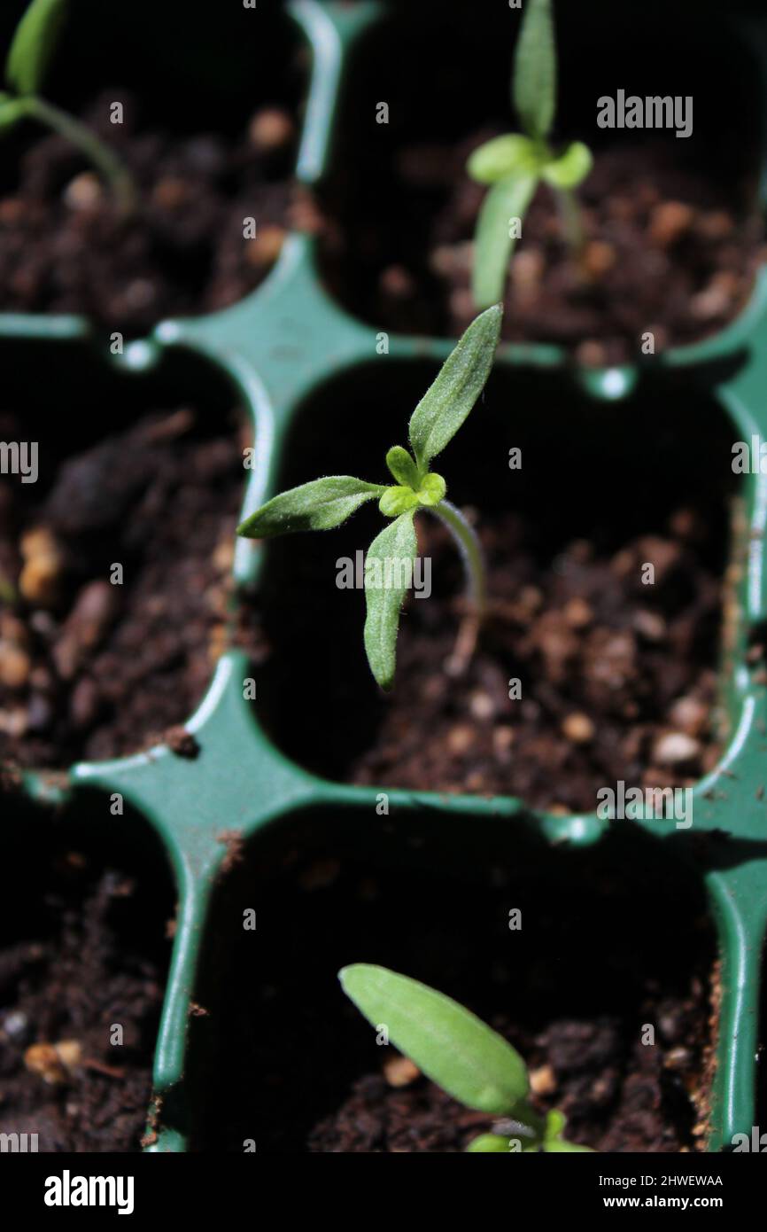 Three cotyledons hi-res stock photography and images - Alamy