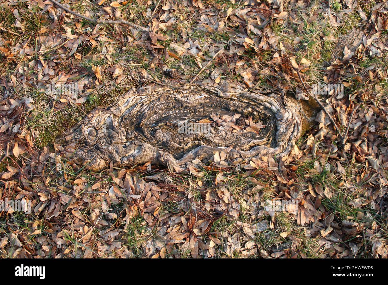 A Healed Wound in a Large Maple Root Stock Photo - Alamy