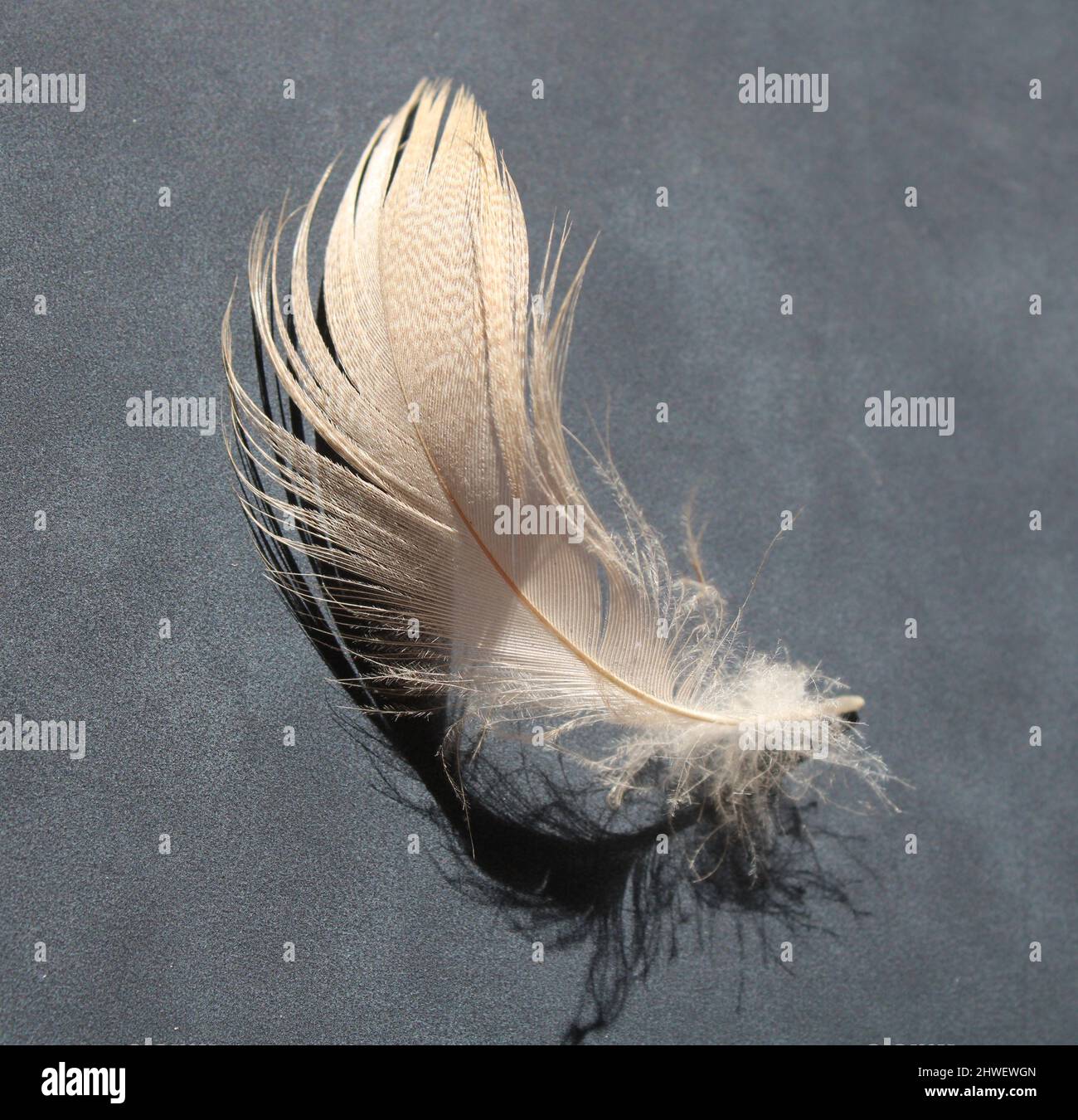 Barbicels hi-res stock photography and images - Alamy