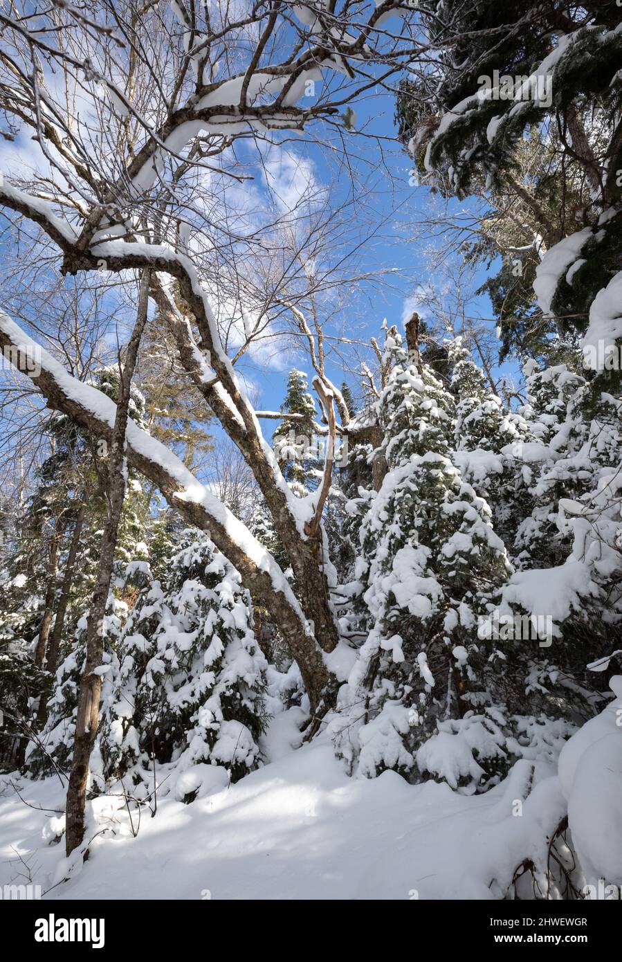 Trees blanketed in fresh snow in March Stock Photo - Alamy
