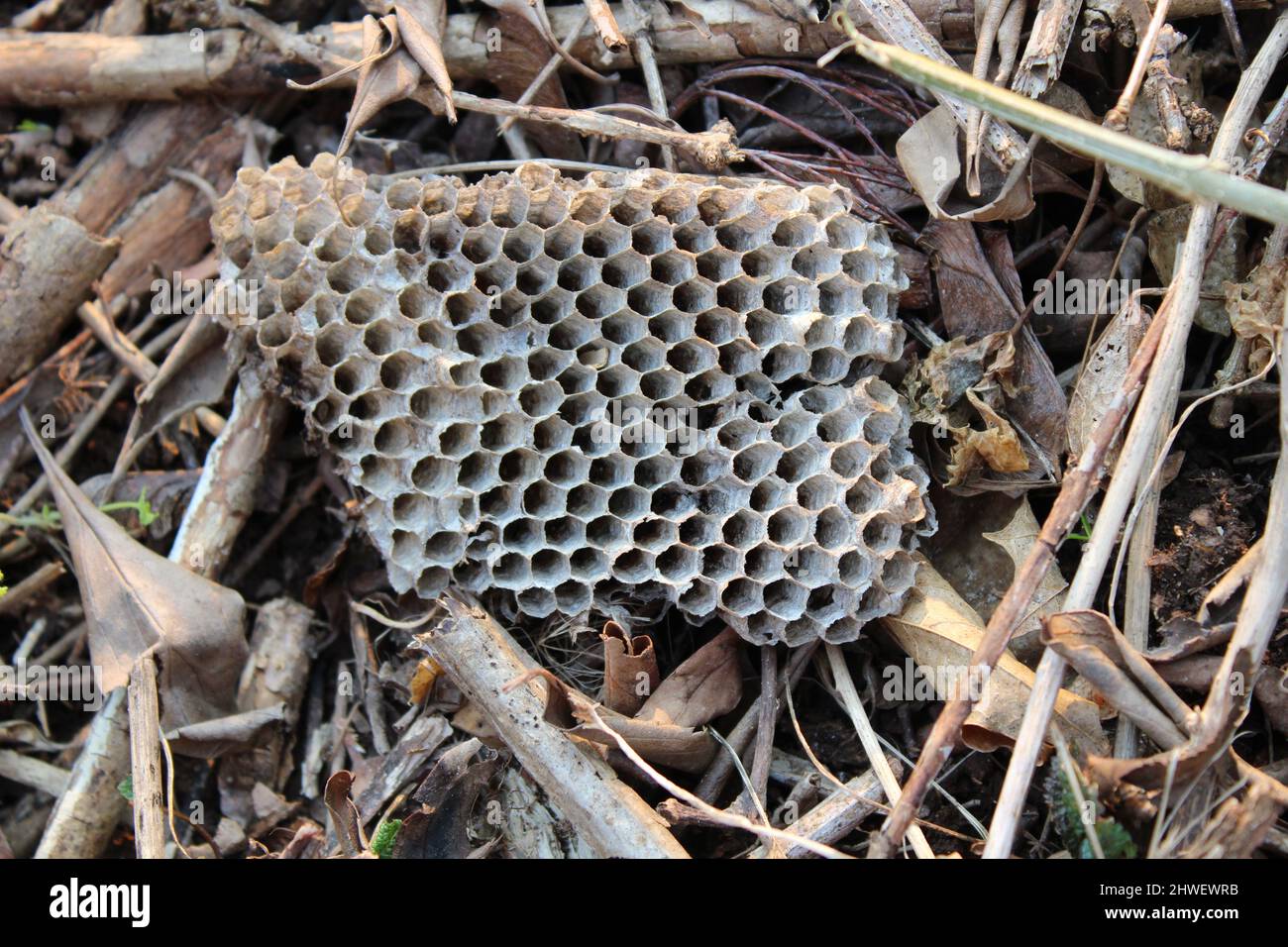 Old wasp nest hi-res stock photography and images - Alamy