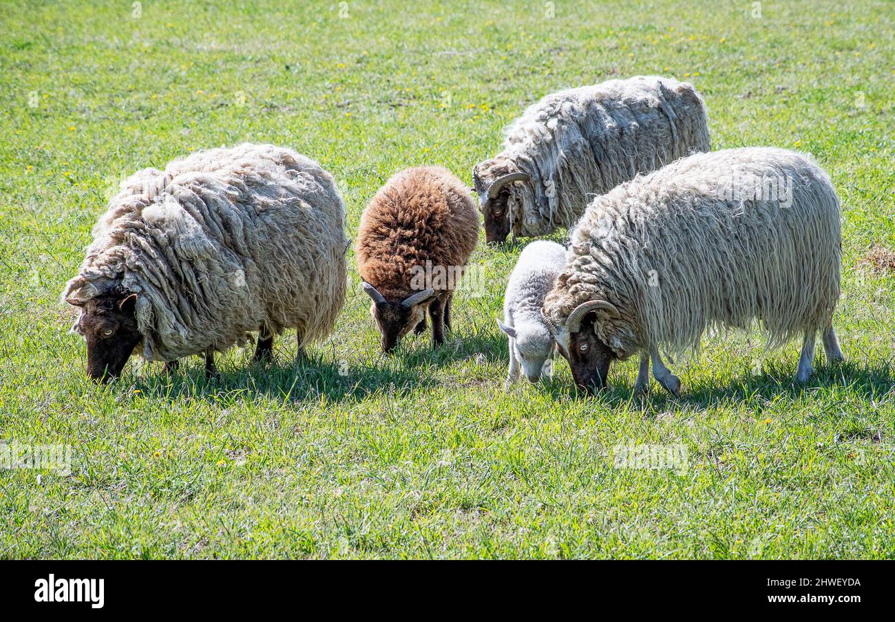 Wooly sheep hi-res stock photography and images - Alamy