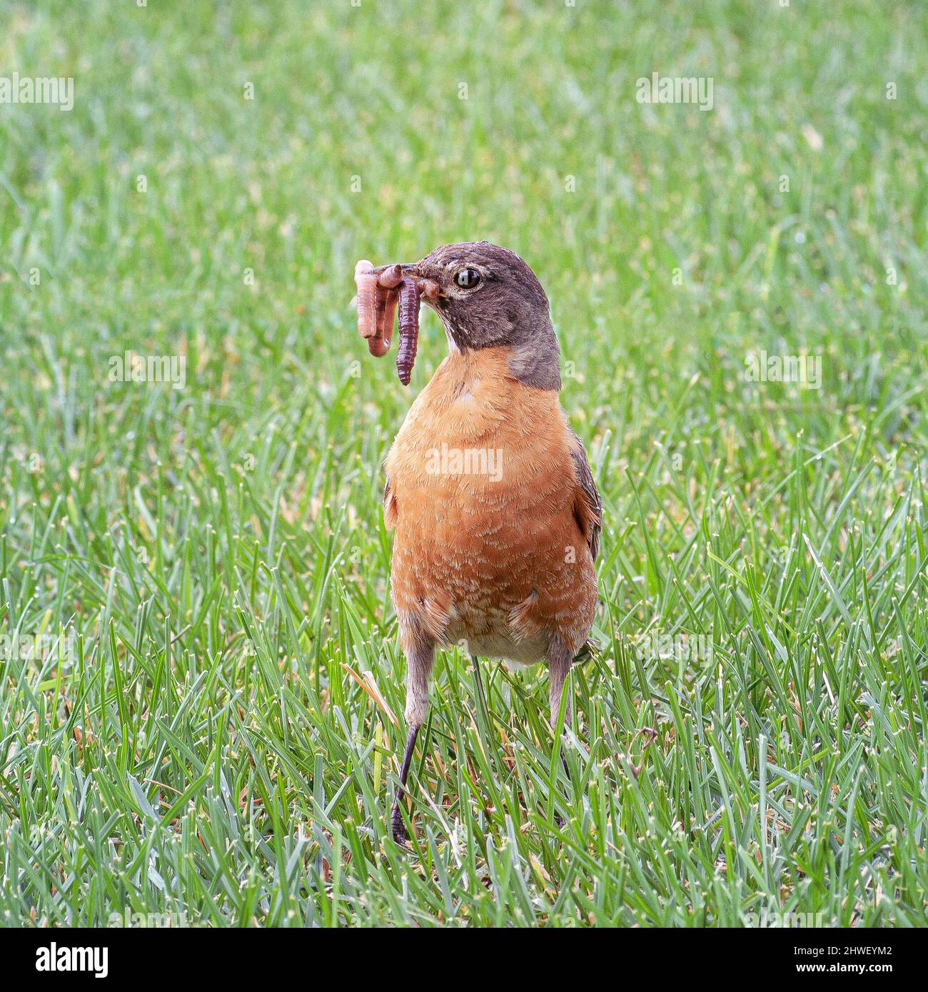 Robin with worm Stock Photo - Alamy