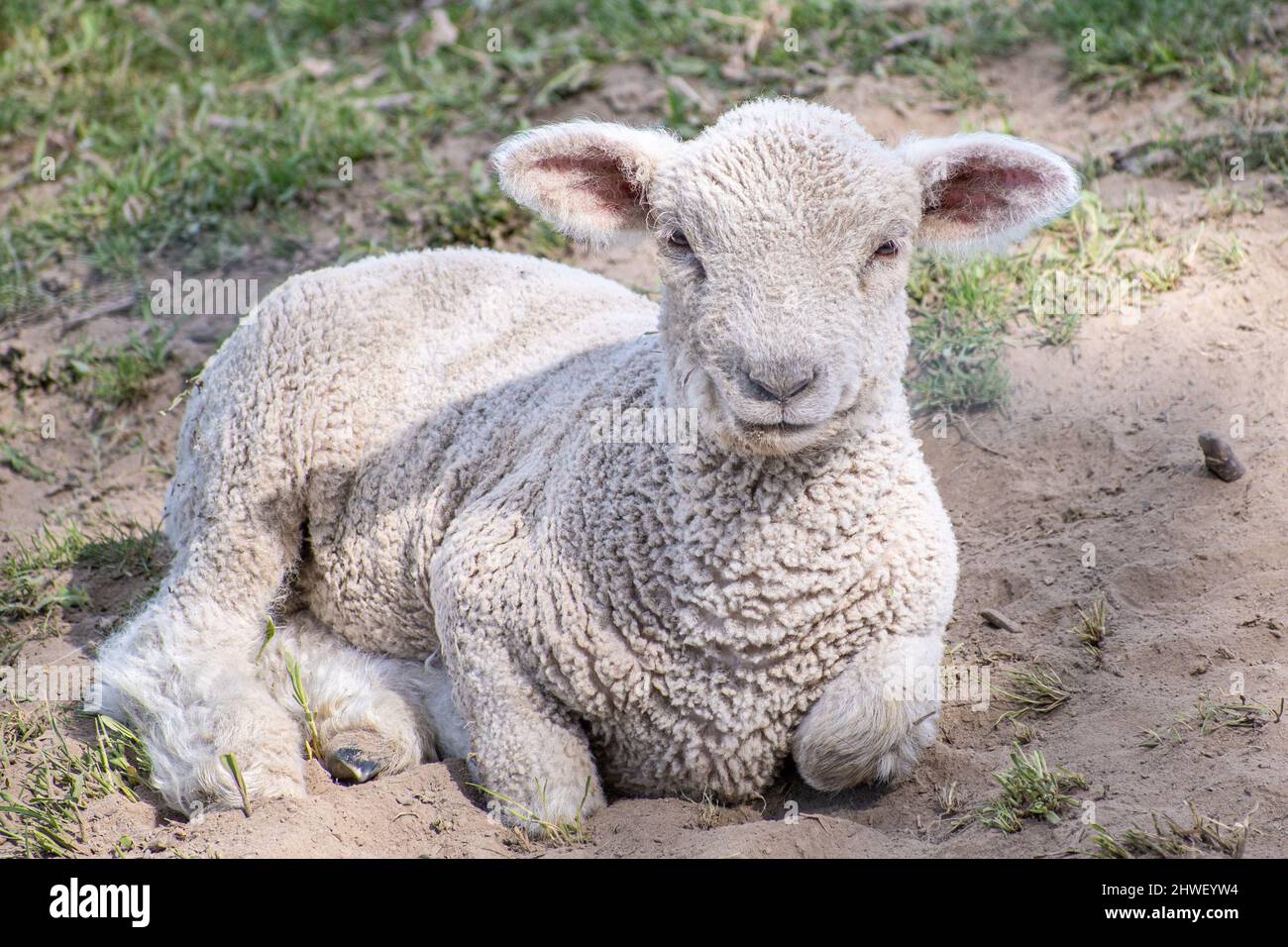 Lamb lying down hi-res stock photography and images - Alamy