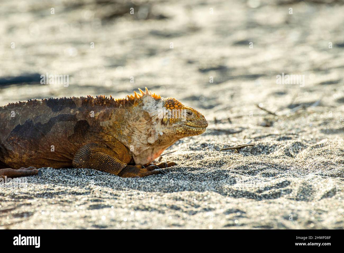 Photograph of a land iguana (Conolophus subcristatus) at Puerto Egas, Isla Santiago, Gal‡pagos ...