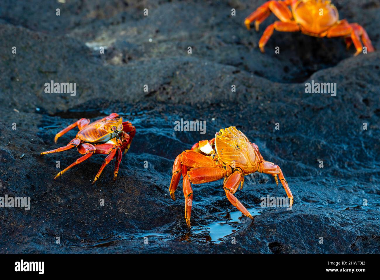 Photograph of Sally Lightfoot crabs (Grapsus grapsu) at Puerto Egas ...