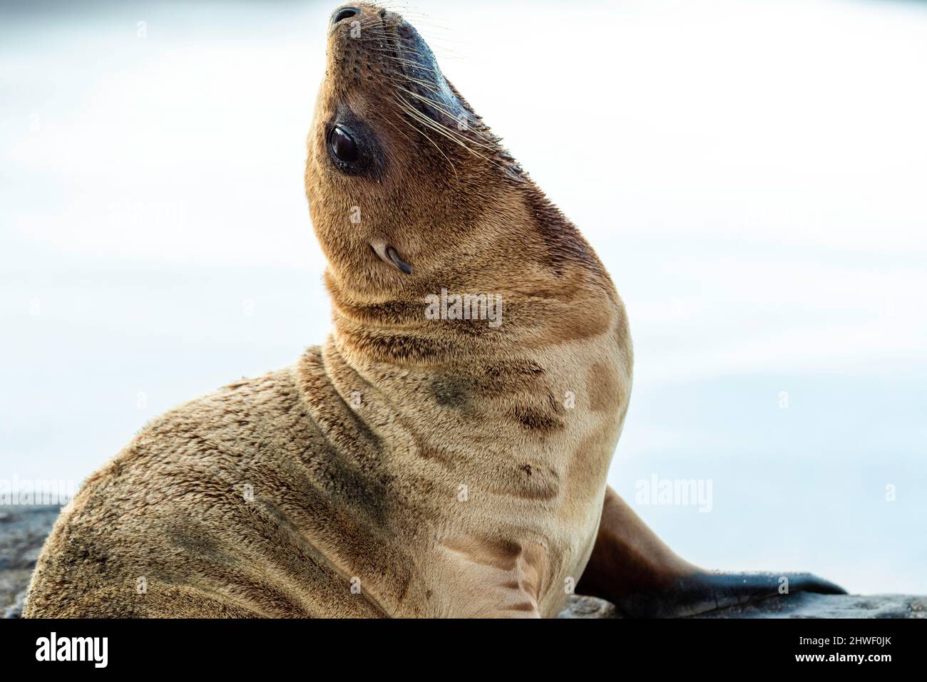 Photograph of a Galapagos sea lion pup (Zalophus wollebaeki) at Puerto ...