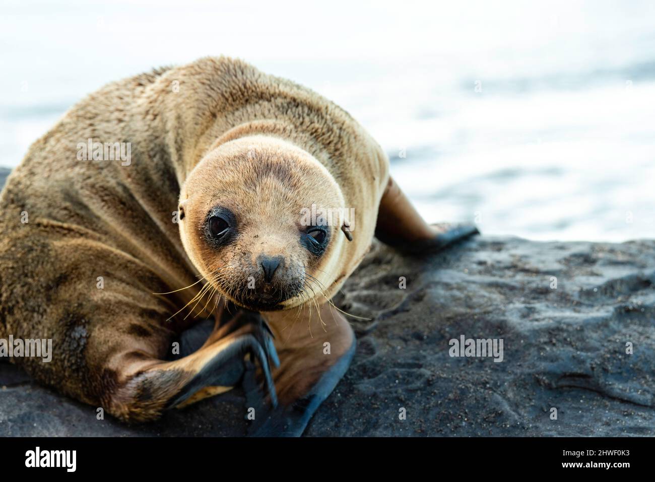 Photograph of a Galapagos sea lion pup (Zalophus wollebaeki) at Puerto ...